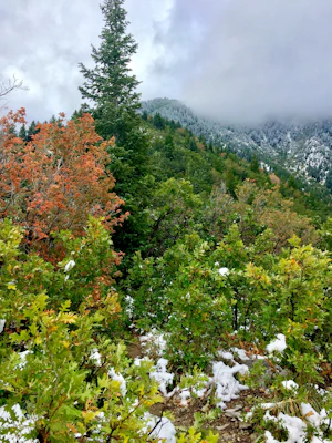 Hike to the Salt Lake Overlook , Desolation Trailhead