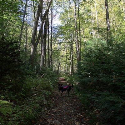 Hike the Stone Mountain Loop, Stone Mountain Loop Trail