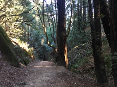 Hike the Redwood Regional Park Loop, Skyline Gate Staging Area