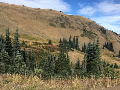 Hike up Hurricane Hill, Hurricane Ridge Trail