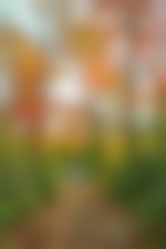 Hike to Lindy Point in Blackwater Falls State Park, Lindy Point Parking Lot