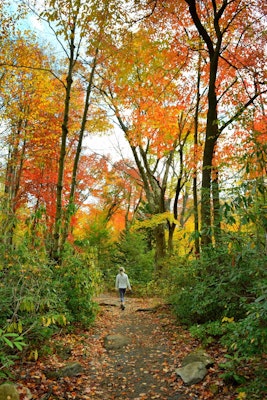 Hike to Lindy Point in Blackwater Falls State Park, Lindy Point Parking Lot