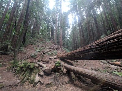 Hike the Redwood Regional Park Loop, Skyline Gate Staging Area