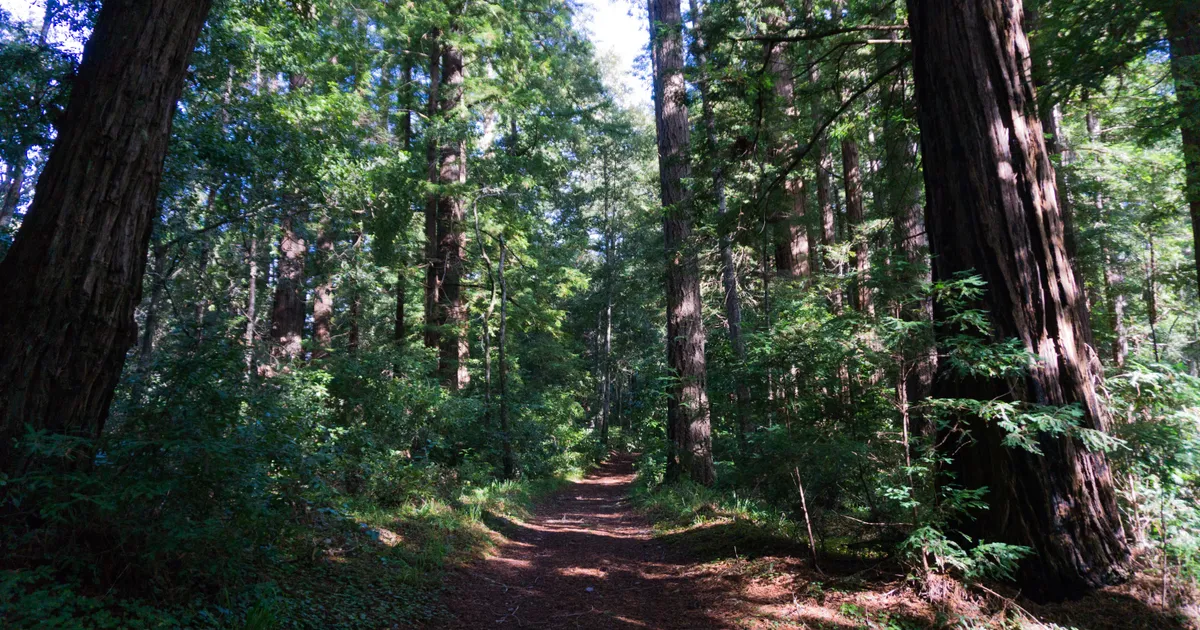 Hike through Portola Redwoods State Park, Portola Redwoods SP