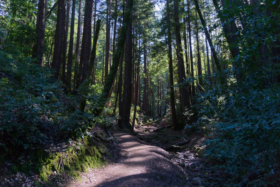 Hike the Crystal Springs Trail Loop, Crystal Springs Trail