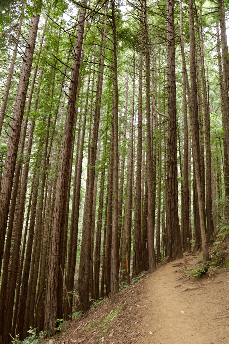 Photo of Redwood Grove Loop Trail