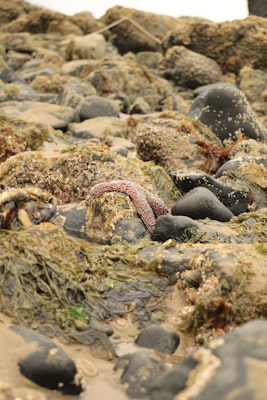 Explore Cannon Beach , Cannon Beach