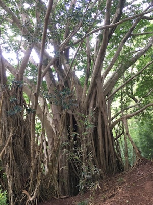 Hike the Aihualama Trail , Manoa Falls Trail