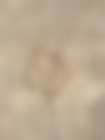 Explore Dinosaur Tracks in Leander, South Fork San Gabriel River