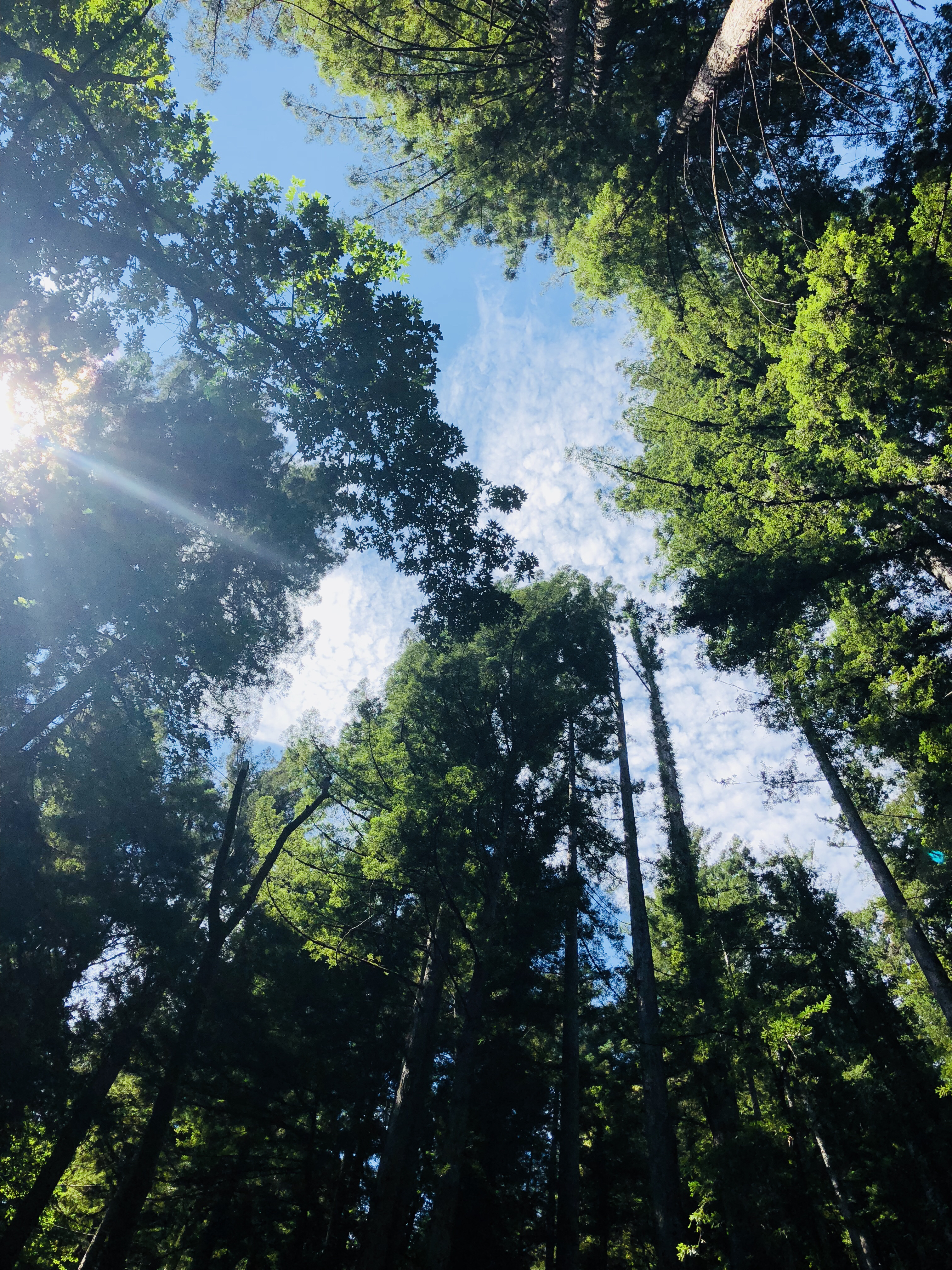 Limestone Kilns and Big Ben Redwood Loop, Felton, California