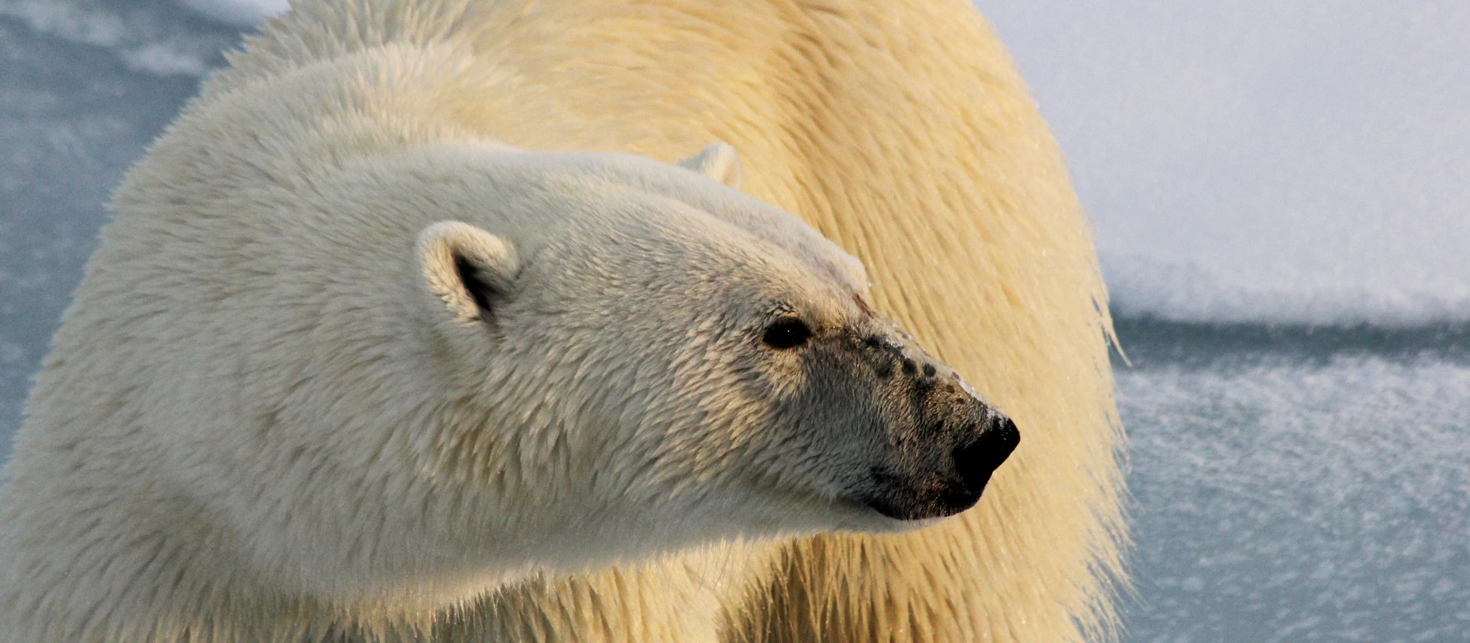 Polar Bear Migration Fly-In Photo Safari - MT Sobek