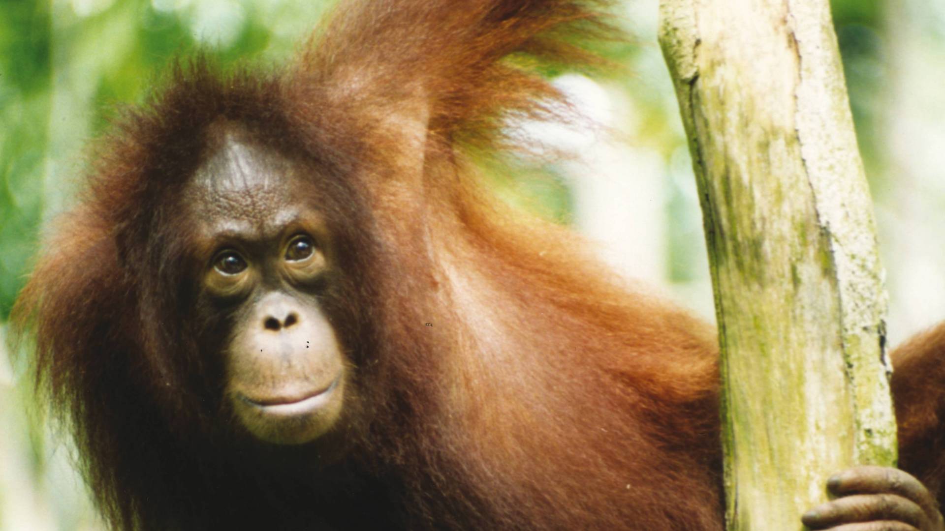 Red Ape Trail - World Expeditions