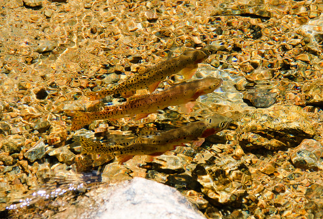 Rocky Mountain Backcountry Fly Fishing Adventure - 1 Day - Flashpacker ...