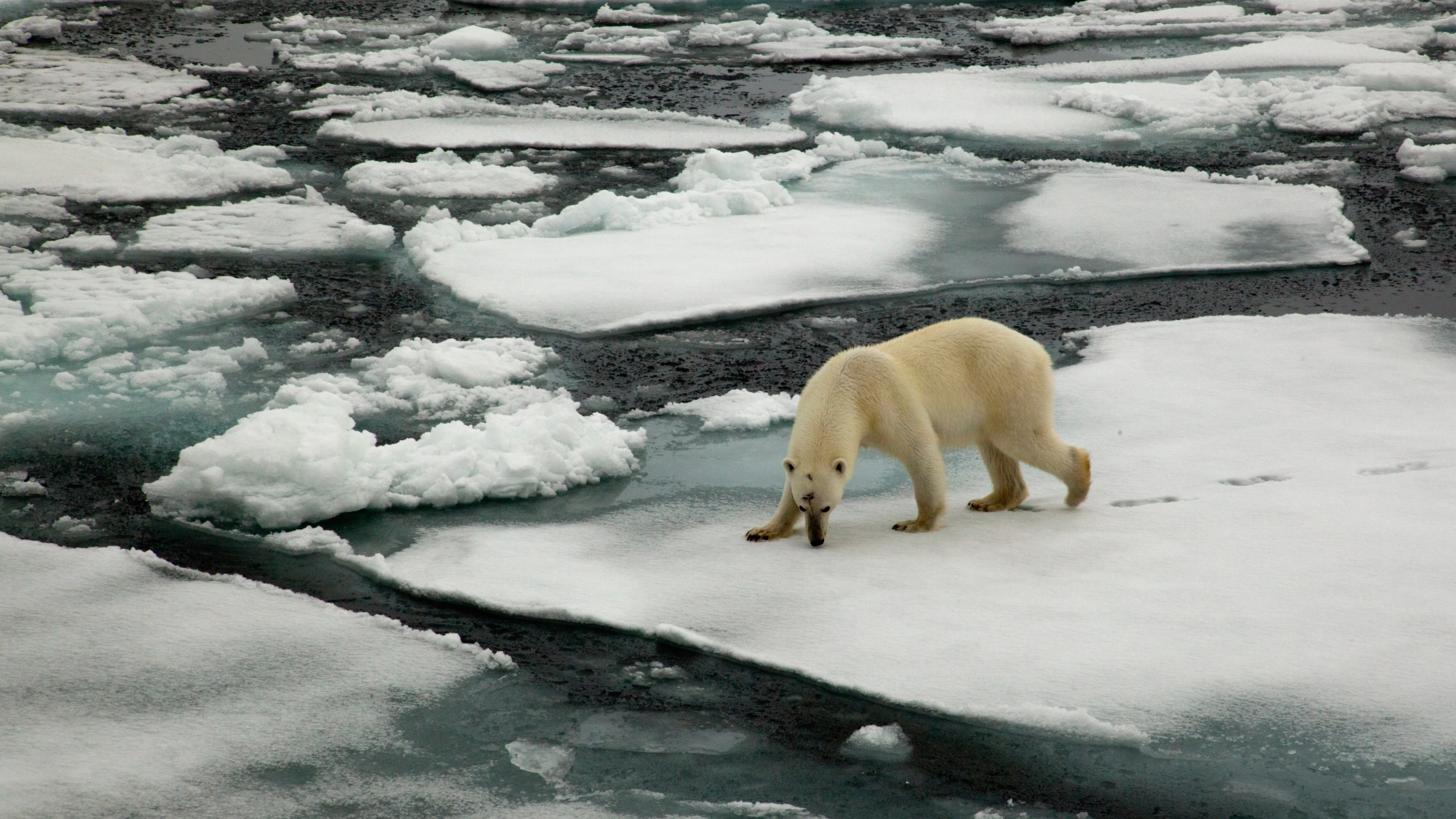 Introduction To Spitsbergen: Fjords, Glaciers And Wildlife Of Svalbard ...