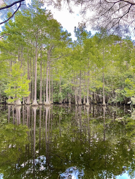 Photo of Kayak at George L Smith State Park