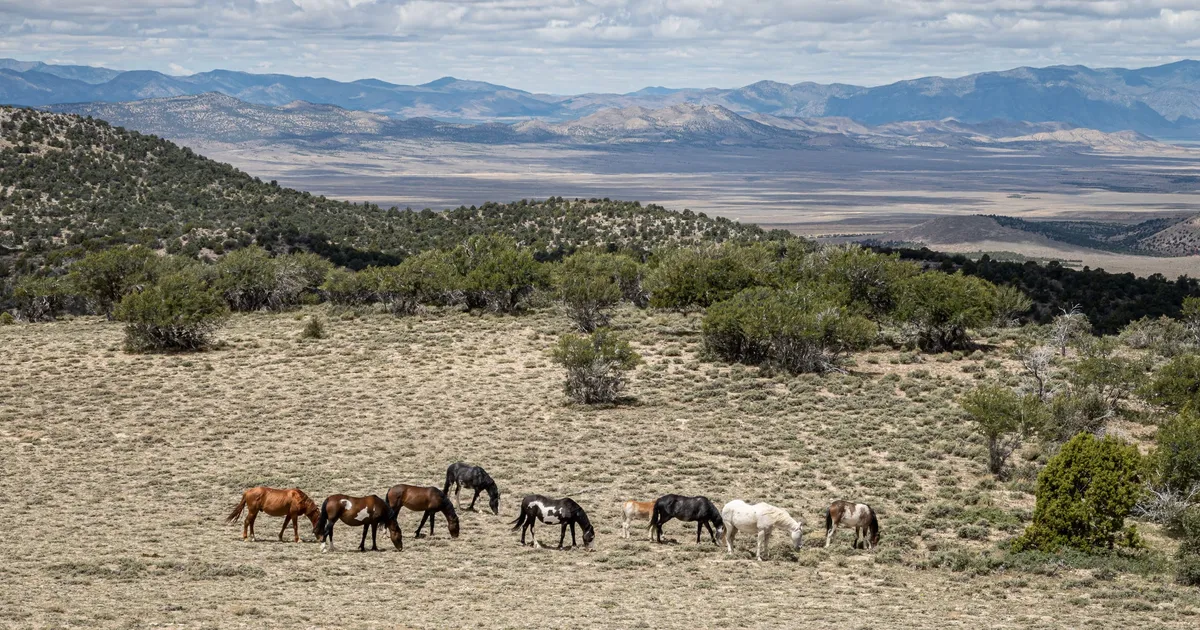 Wild Mustangs and Ghost Towns of Nevada