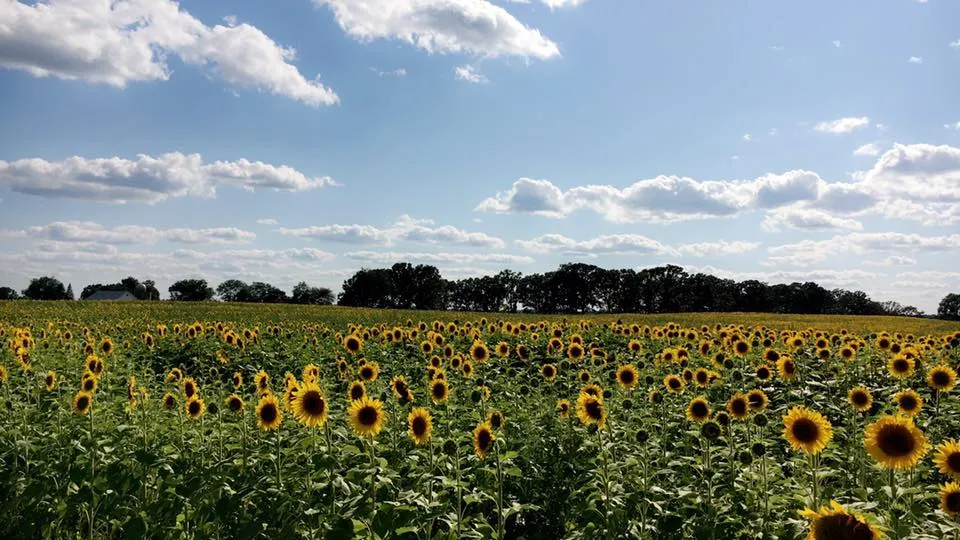 3 Instagram-Worthy Sunflower Fields in Wisconsin