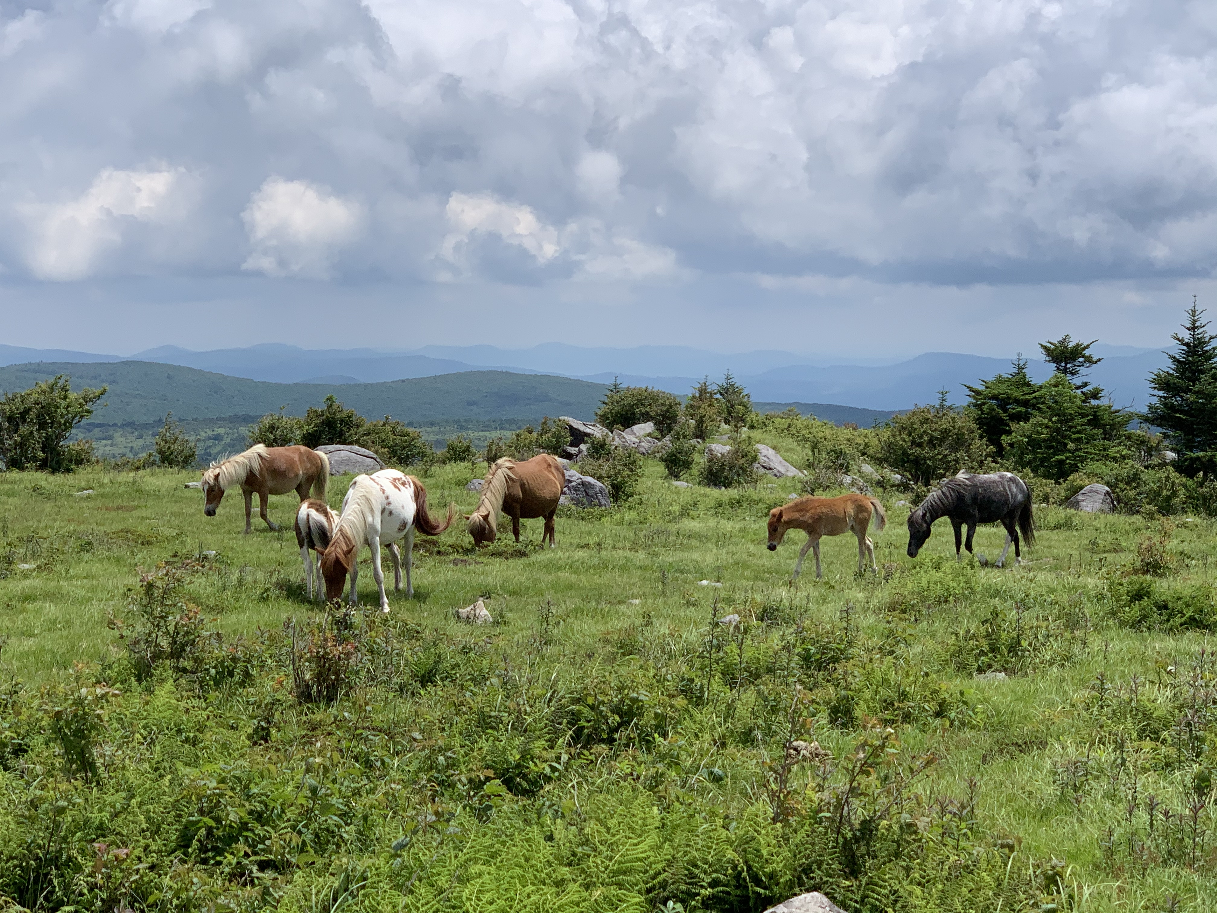 Photo of Photograph Wild Horses at Grayson Highlands State Park