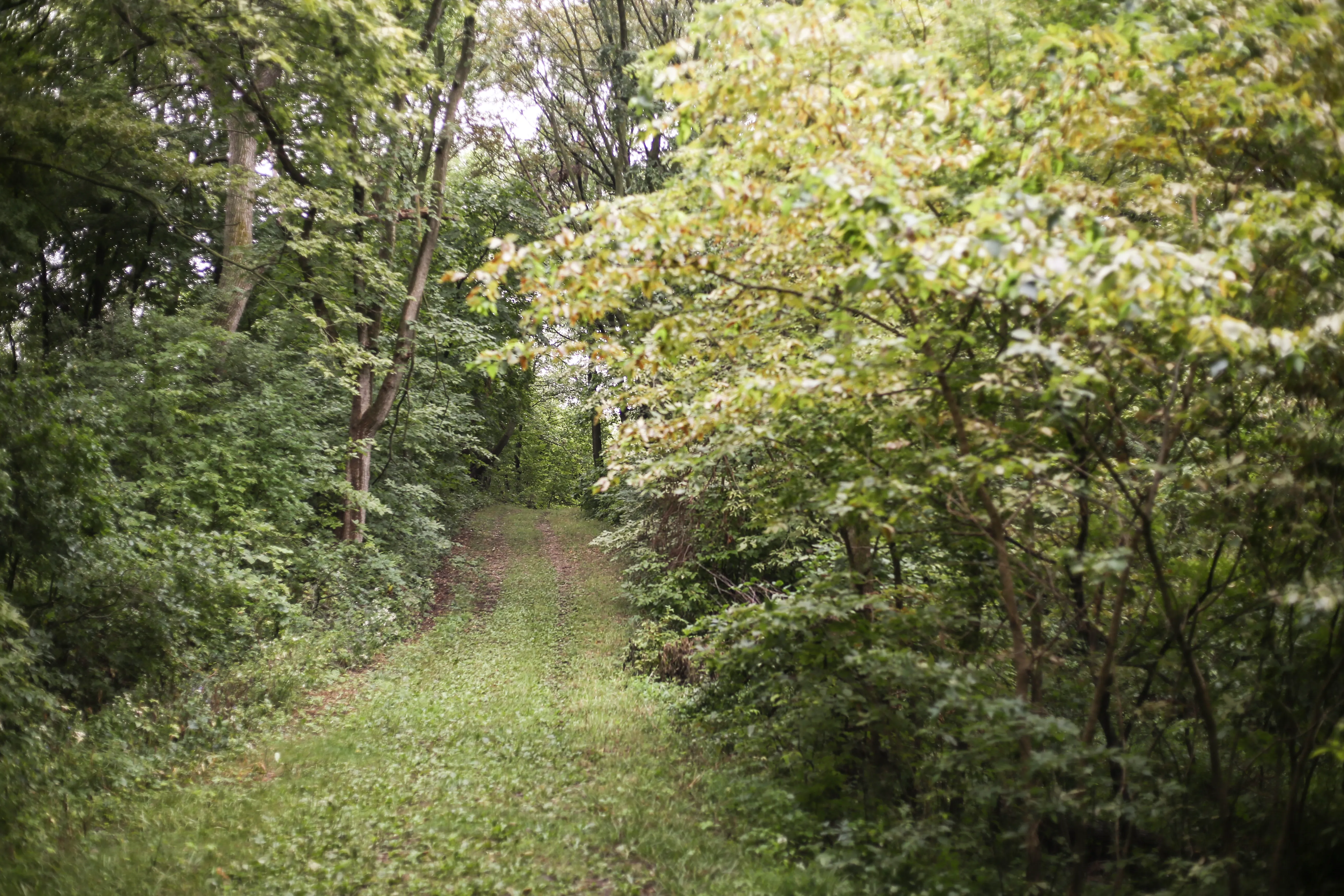 Hike Five Ridge Prairie , Westfield, Iowa