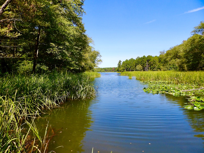 Hike Tyler State Park Lake Loop Trail, Tyler, Texas
