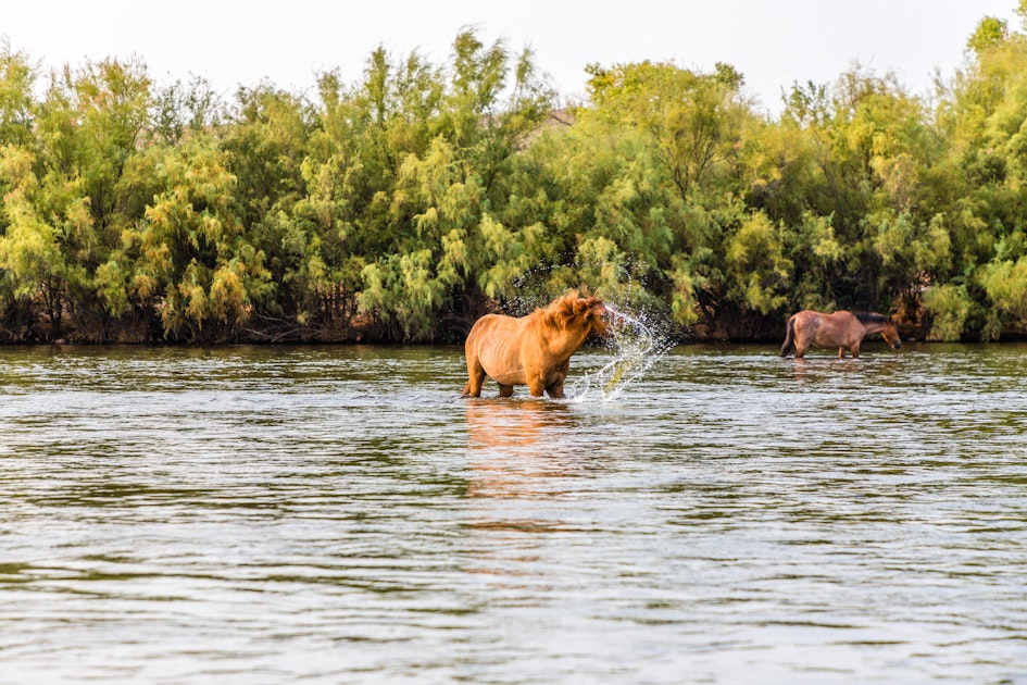Photograph the Salt River Wild Horses at Coon Bluff, Mesa, Arizona