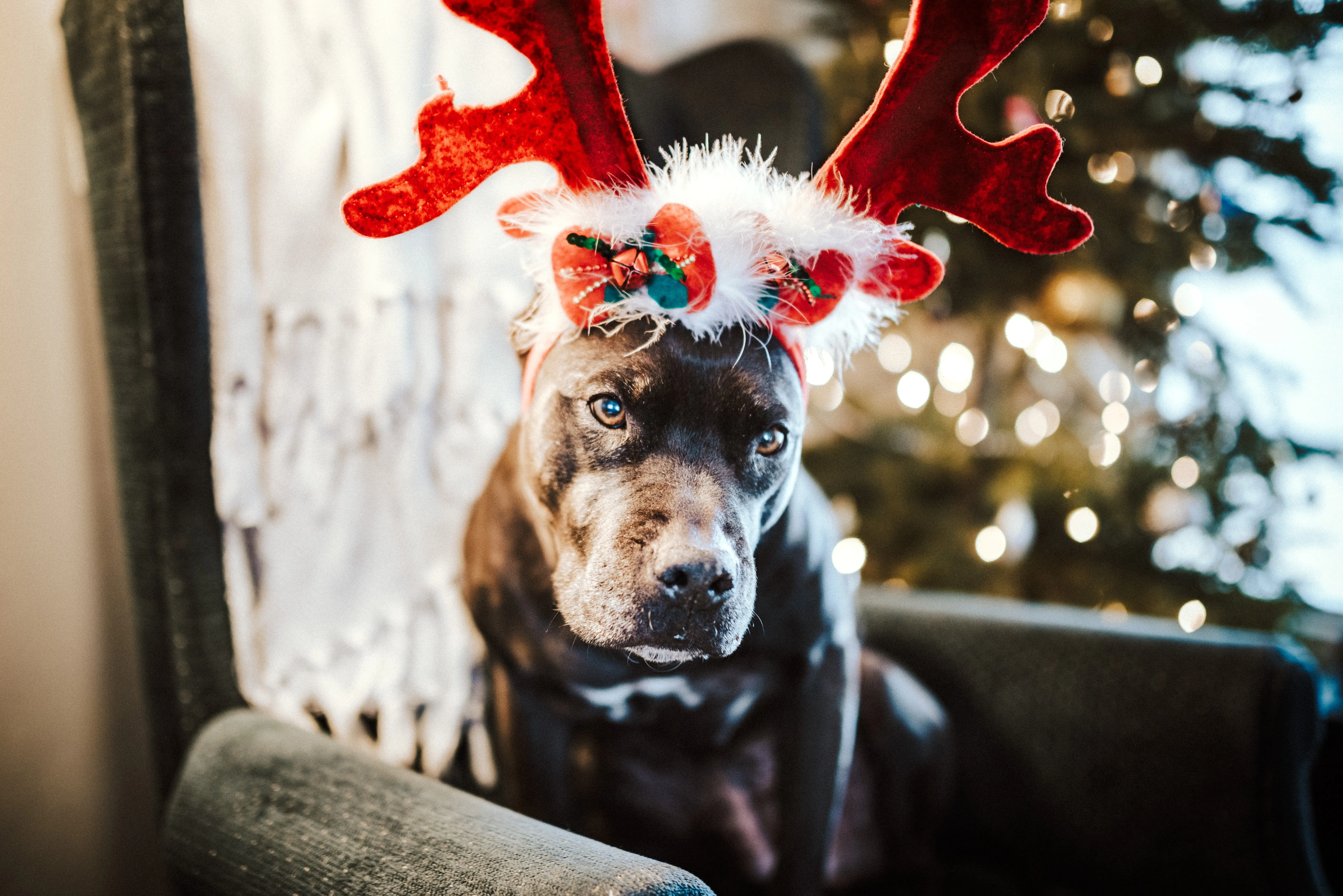 A How-to Guide for Holiday Gathering with Dogs