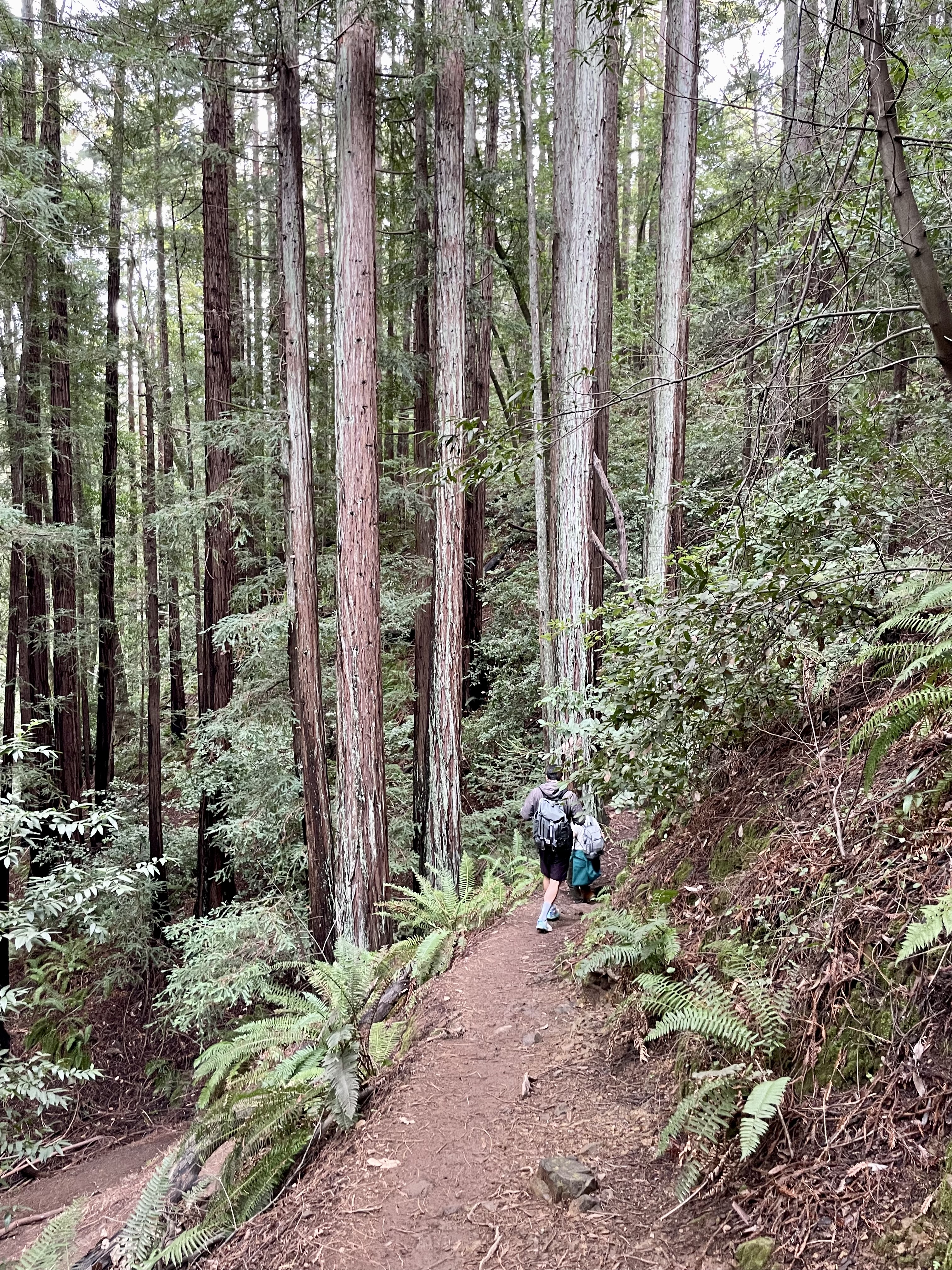 Baltimore Canyon Via Dawn Falls Trail Loop, Larkspur, California