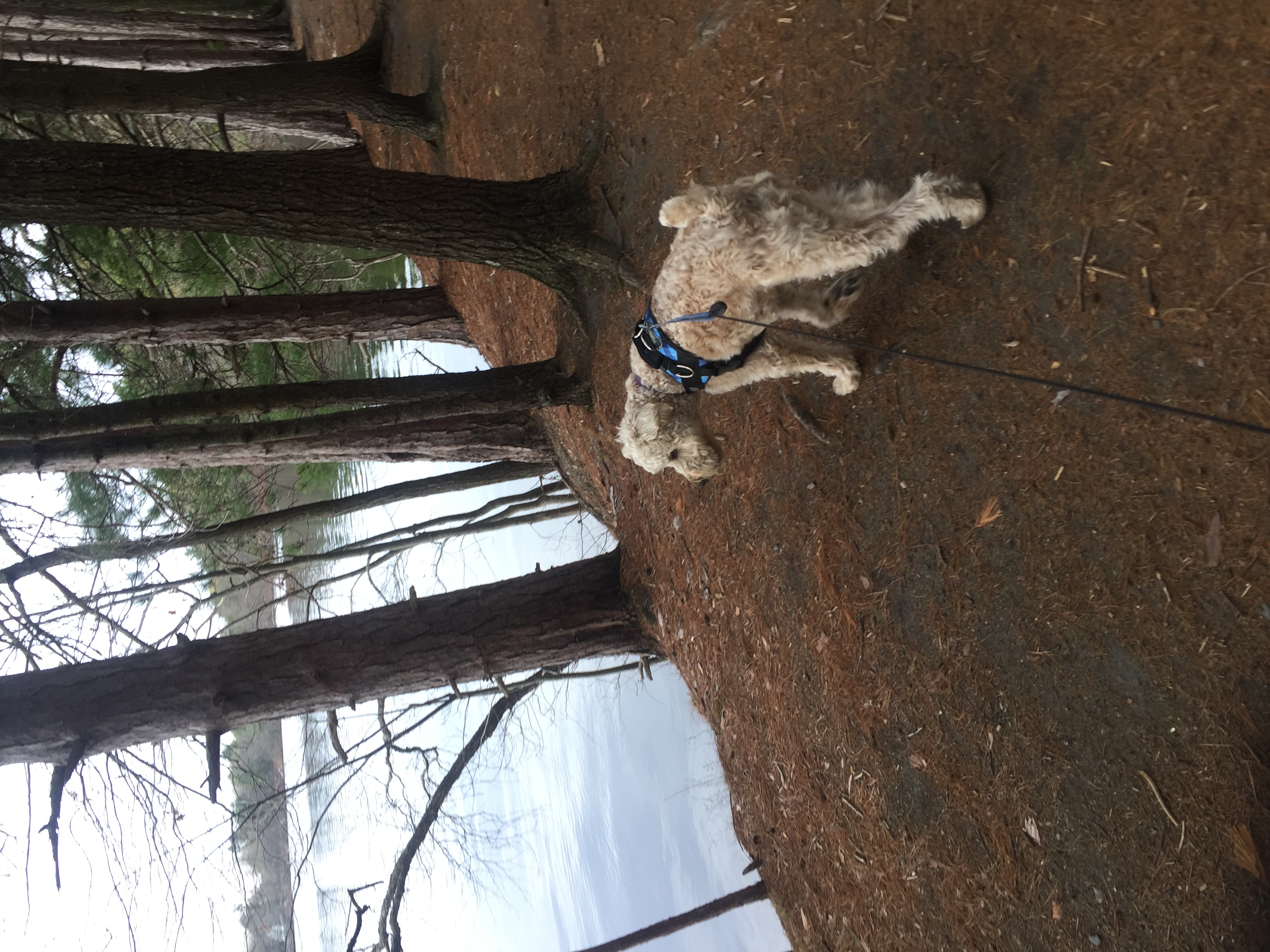 Haggetts Rail Trail to Haggetts Pond, Andover, Massachusetts