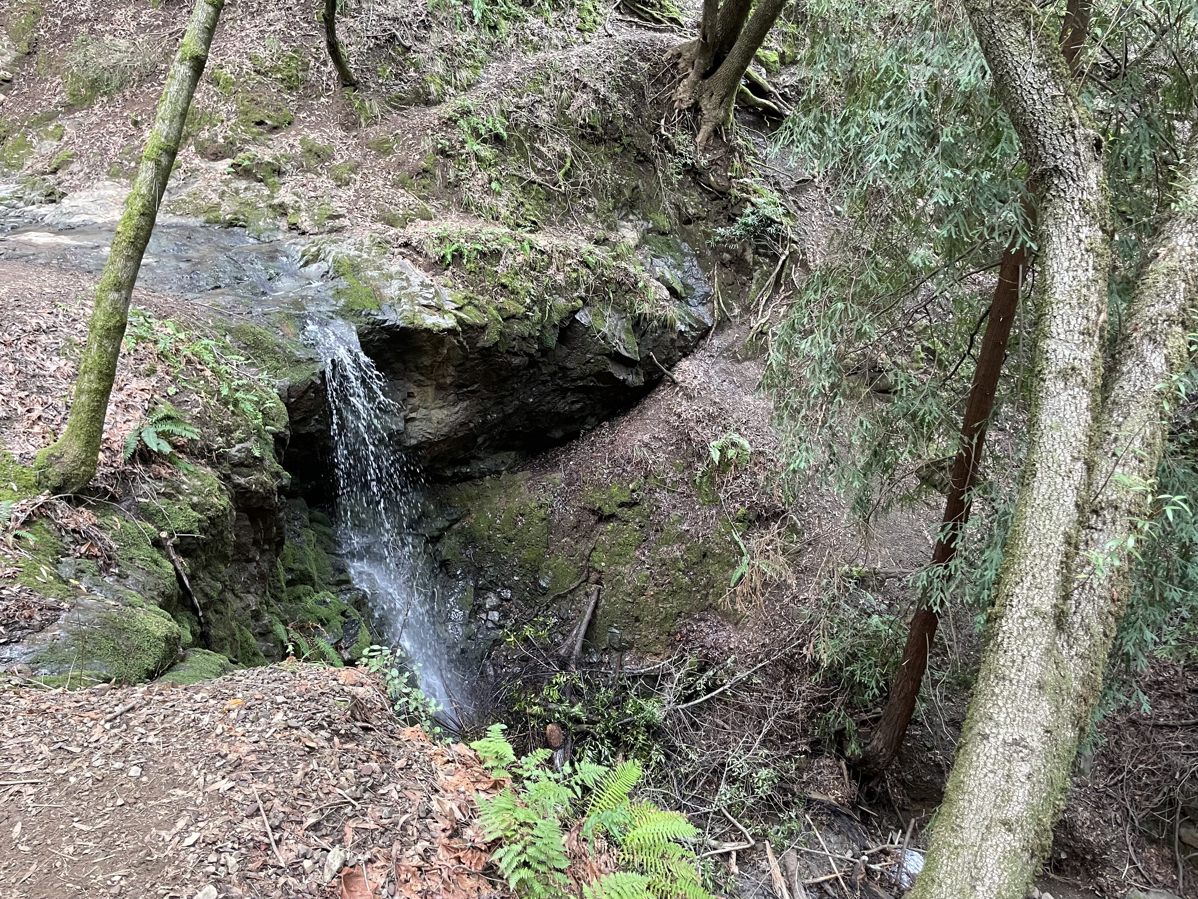 Dawn Falls Trail Loop, Larkspur, California