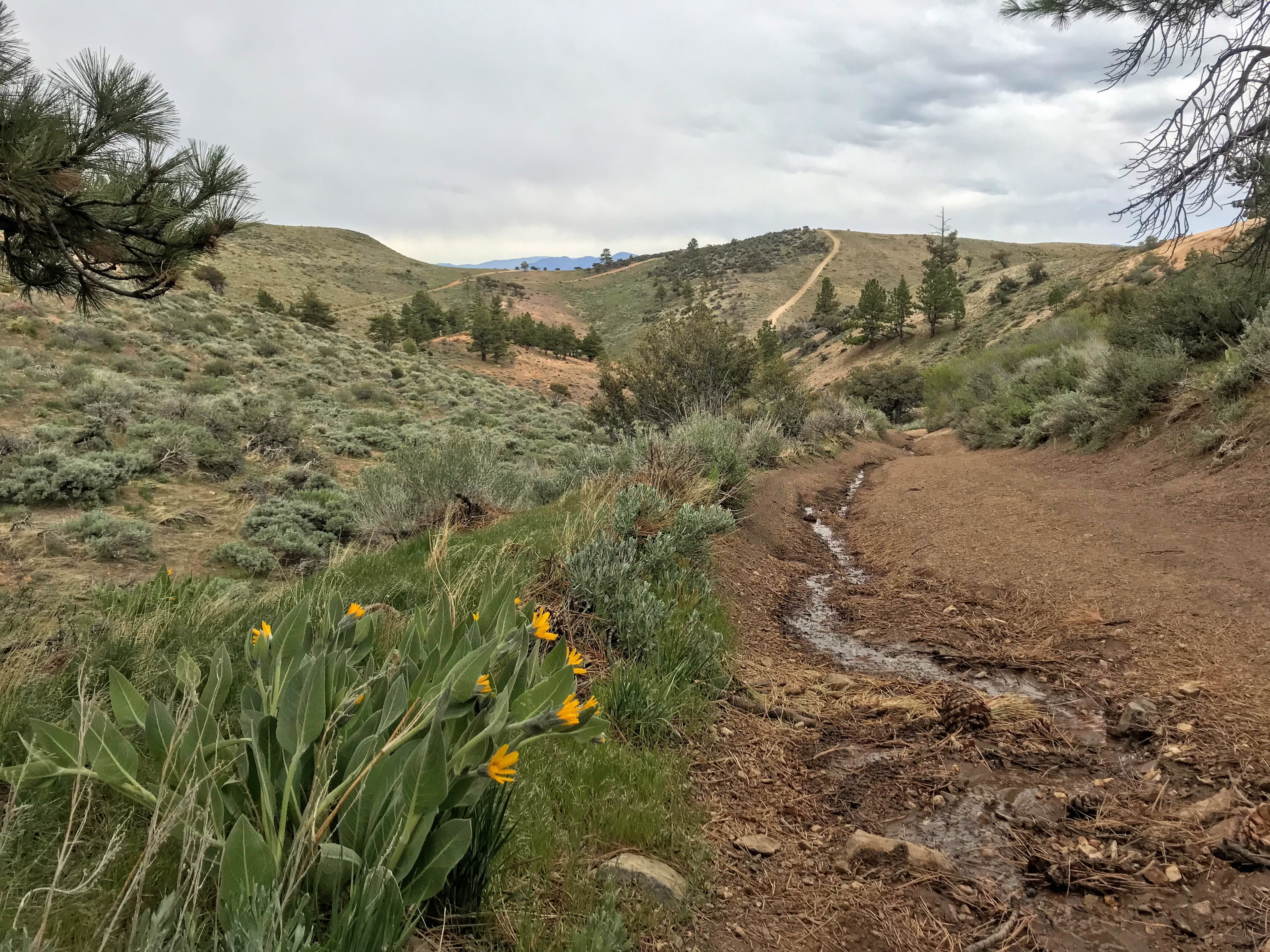 Peavine Peak Trail, Reno, Nevada