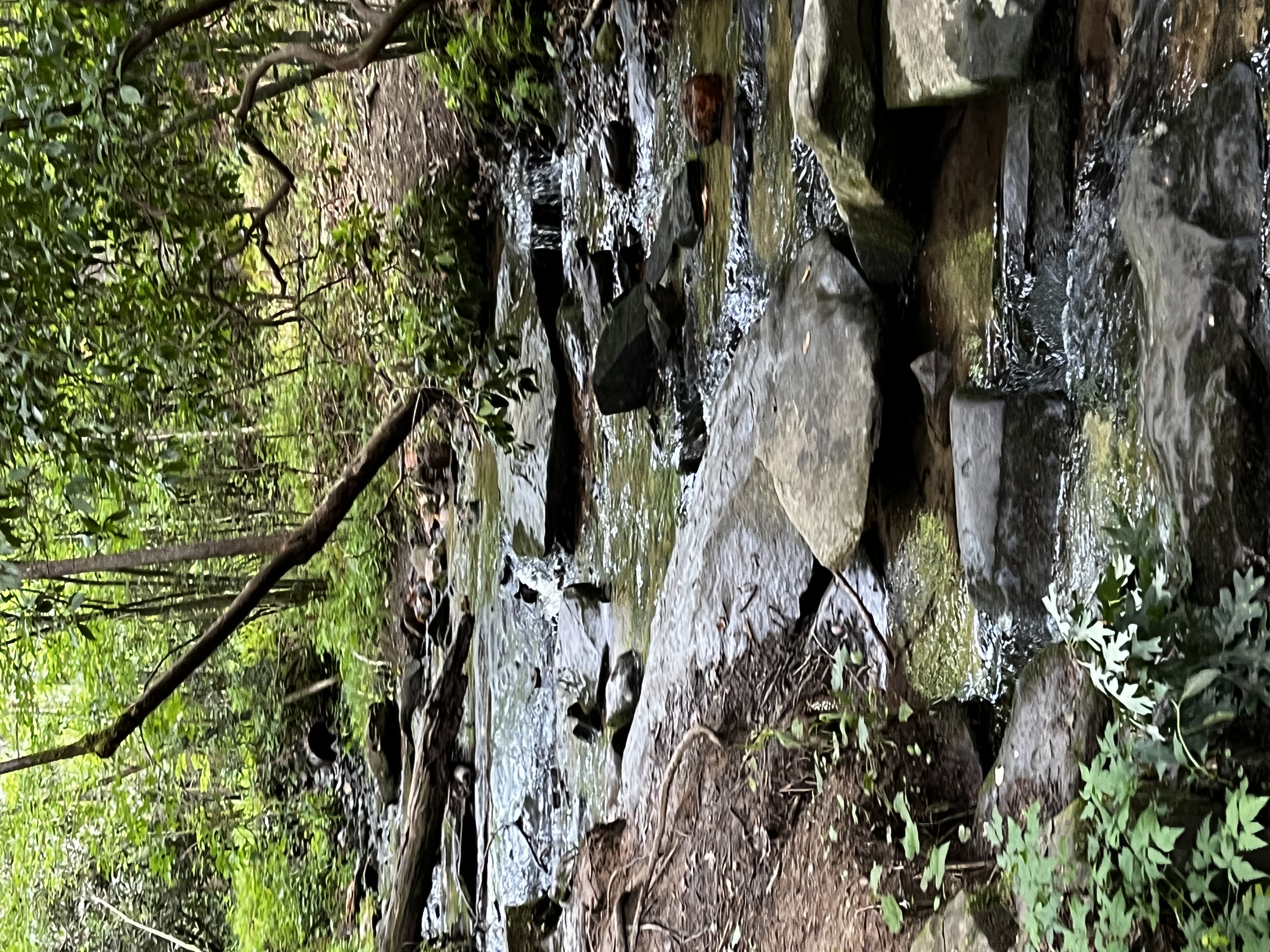 Long Branch Loop Trail, Blue Ridge, Georgia