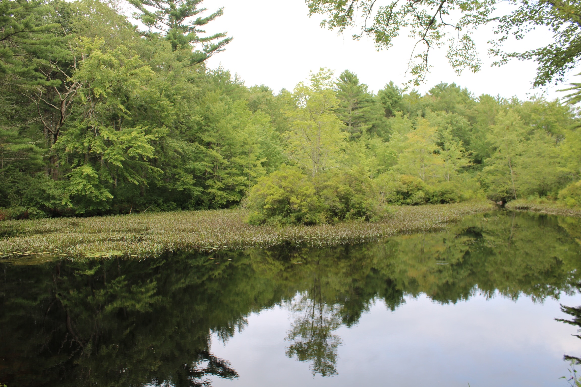 Hike Pachaug State Forest Trails, Voluntown, Connecticut