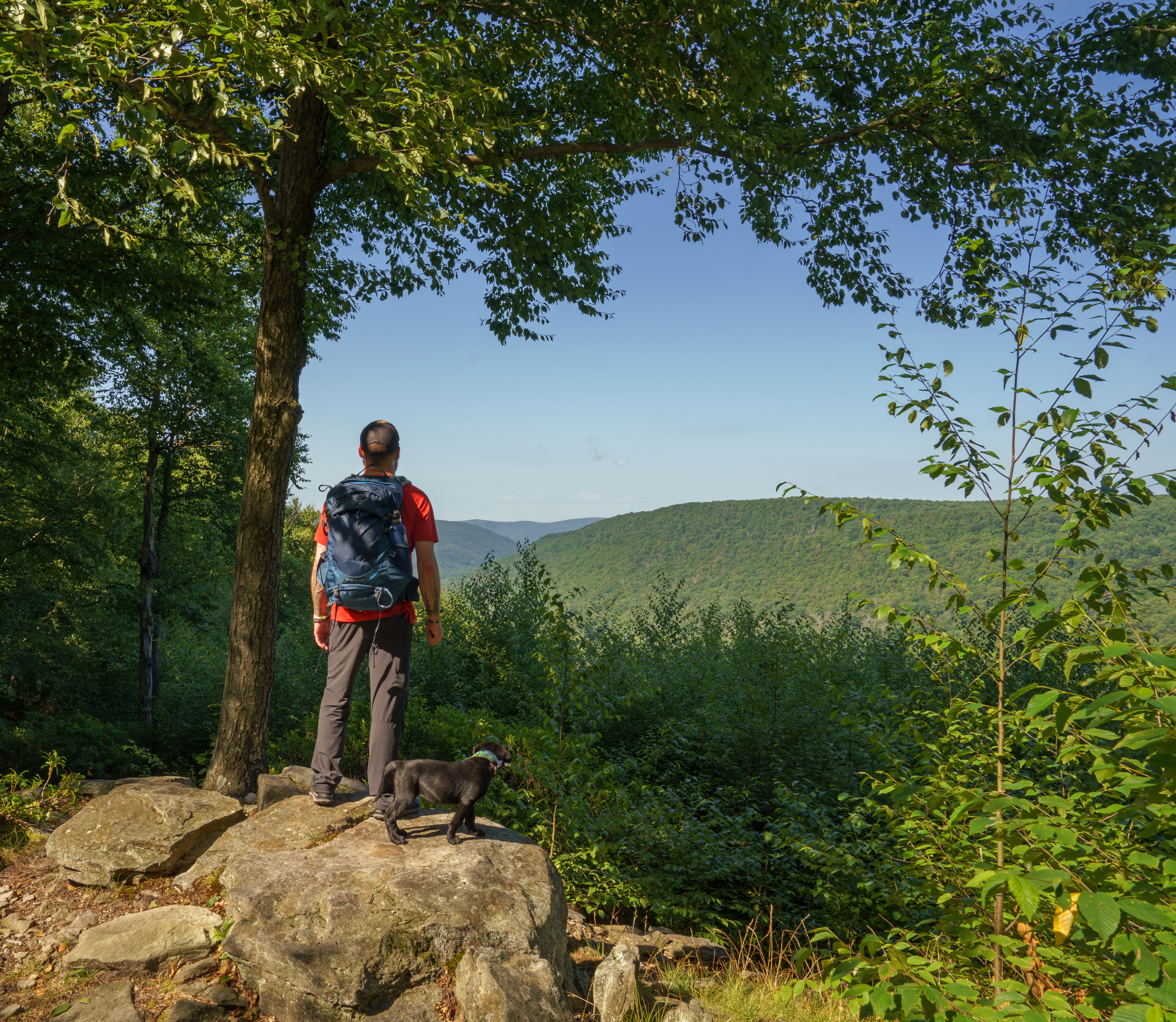 Old Loggers Path, Trout Run, Pennsylvania