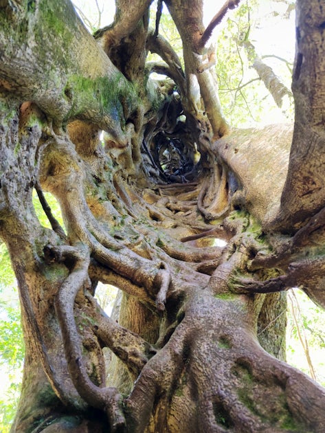 El Arbol Hueco (Ficus Tree), Monteverde, Costa Rica