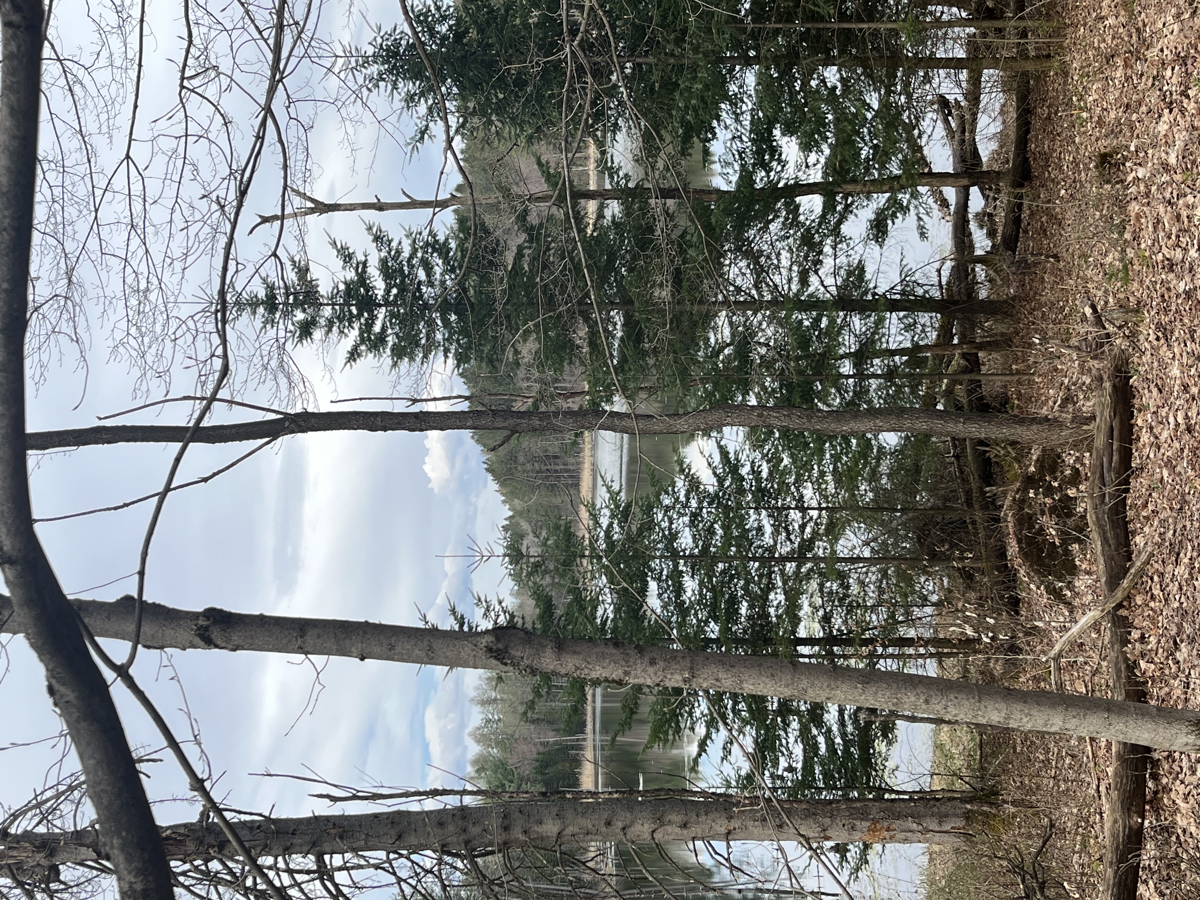 Spruce Pond, Fabius, New York