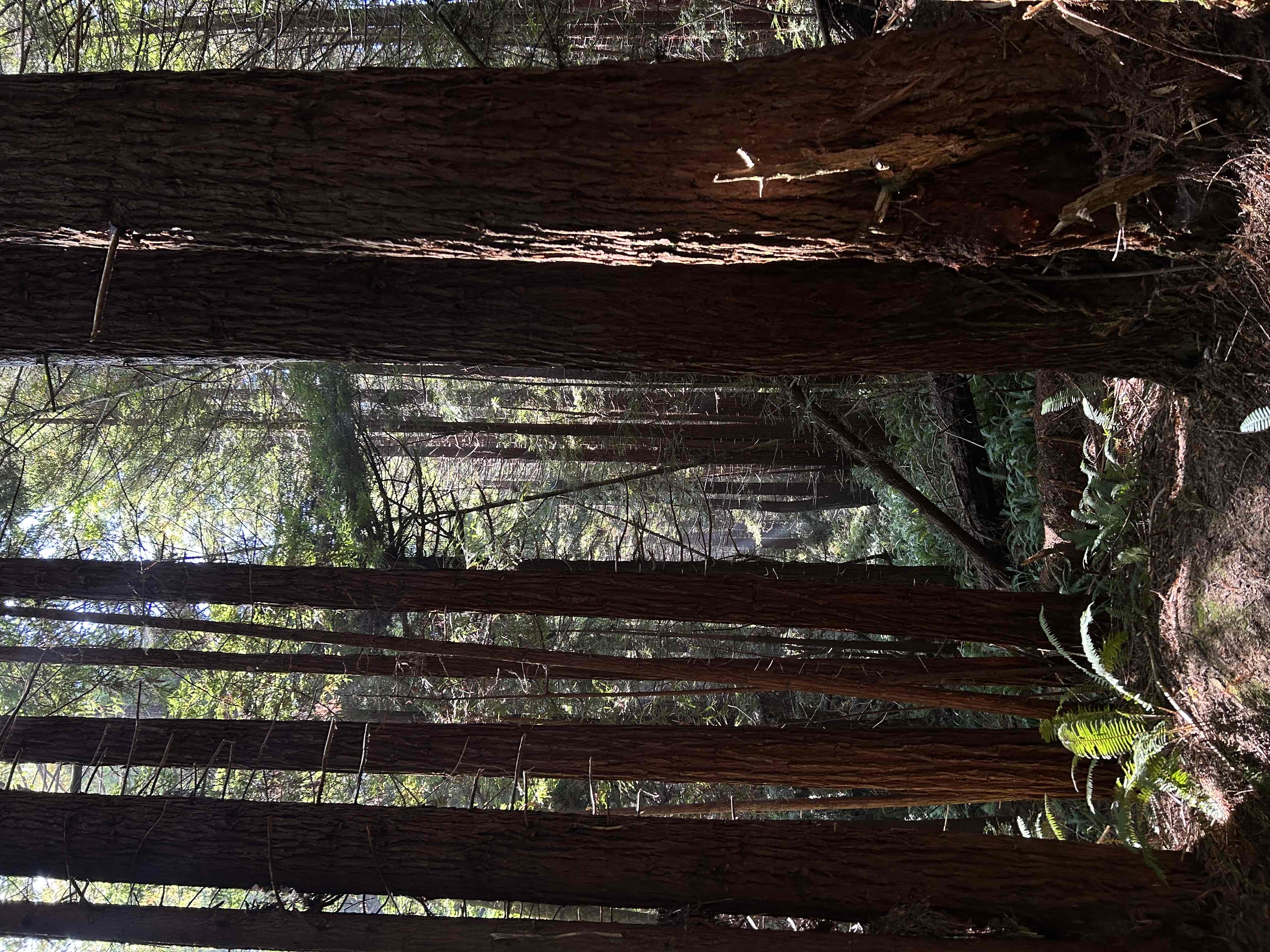 Photos: Strawberry Rock Trail, Trinidad, California
