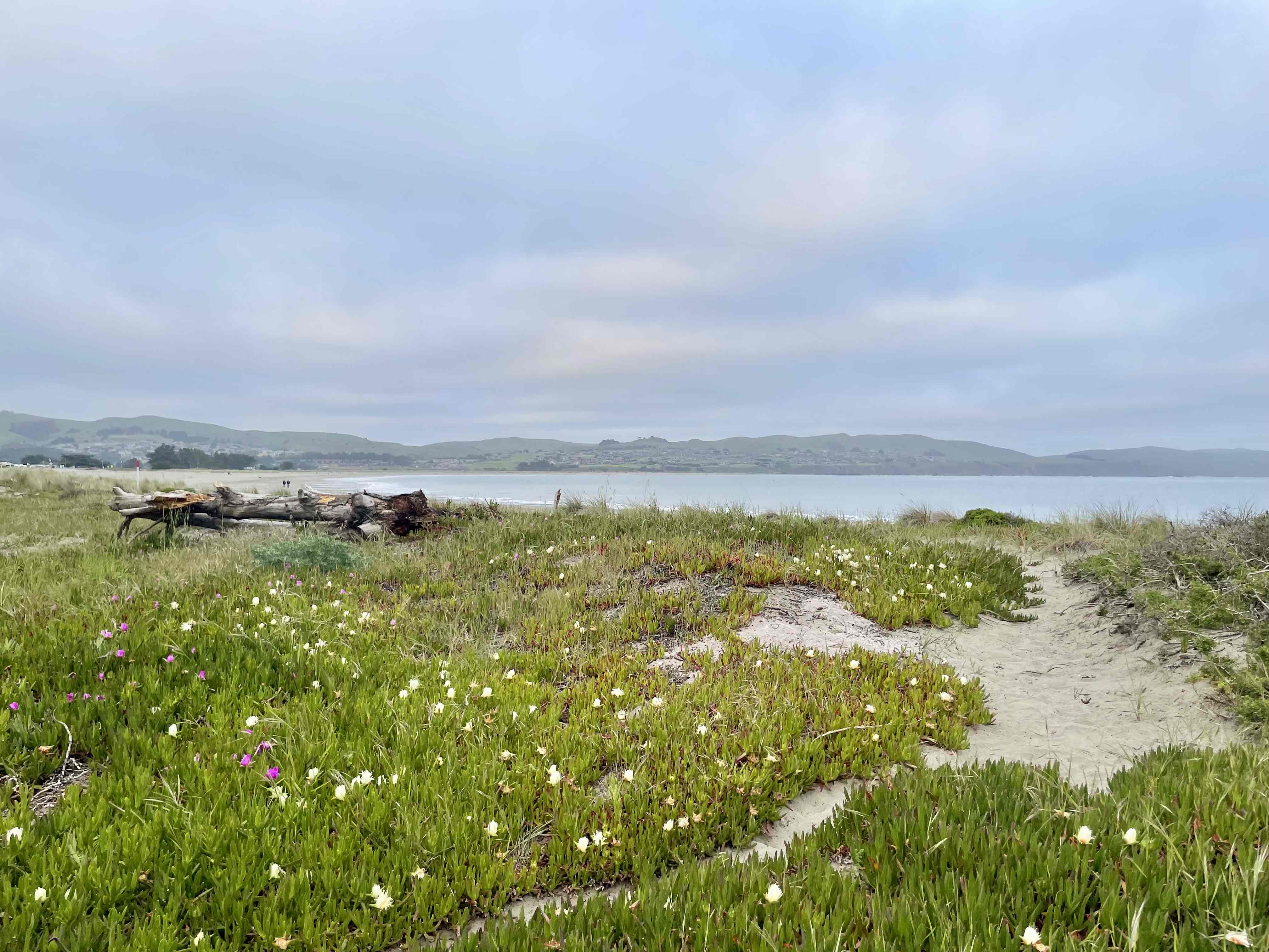 Miwok Campground at Doran Regional Park, Bodega Bay, California