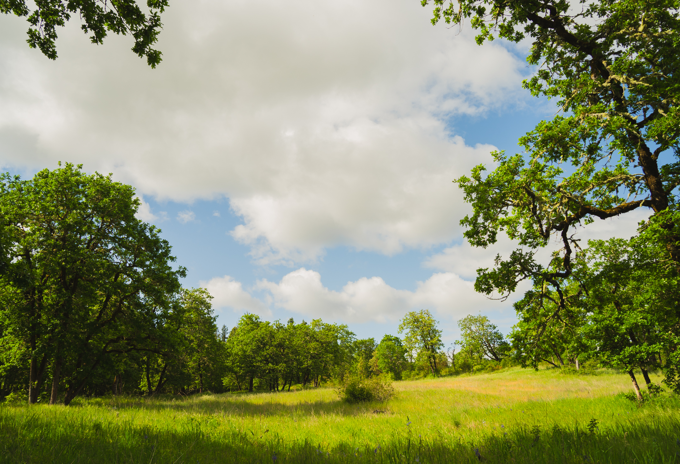 Cooper Mountain Loop, Beaverton, Oregon