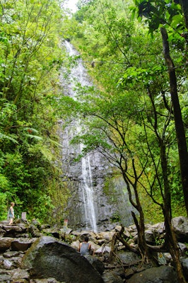 Hike to Manoa Falls, Manoa Falls Trail