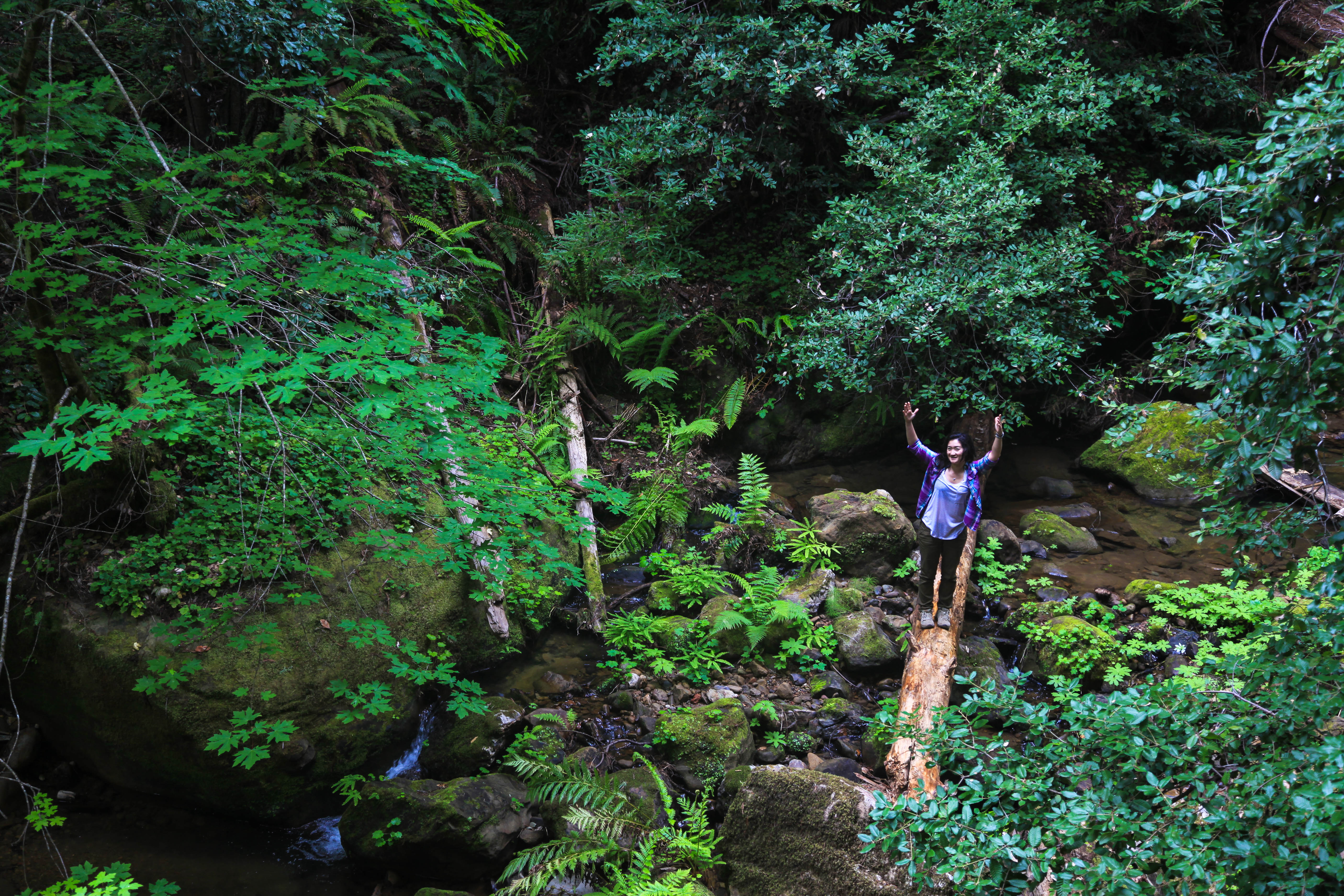 Hike the Berry Creek Falls Loop, Big Basin Headquarters