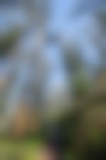 Hike Mt. Sutro Open Space Reserve, Mt. Sutro's Fairy Gates Trail