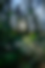 Hike Mt. Sutro Open Space Reserve, Mt. Sutro's Fairy Gates Trail