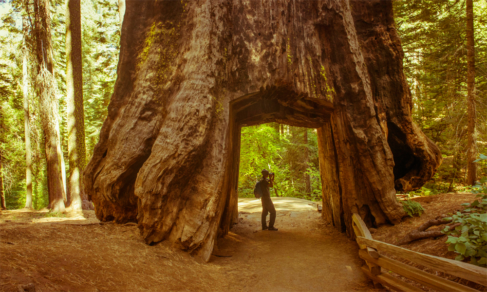 Hike the Tuolumne Grove of Giant Sequoias, Tuolumne County, California