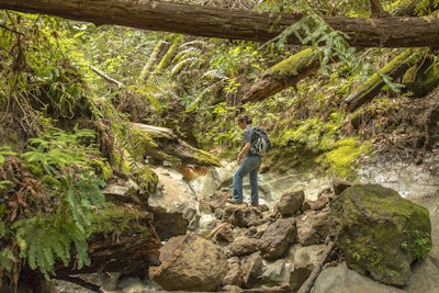 Hike to Nisene Marks' Maple Falls, Aptos Creek Fire Road
