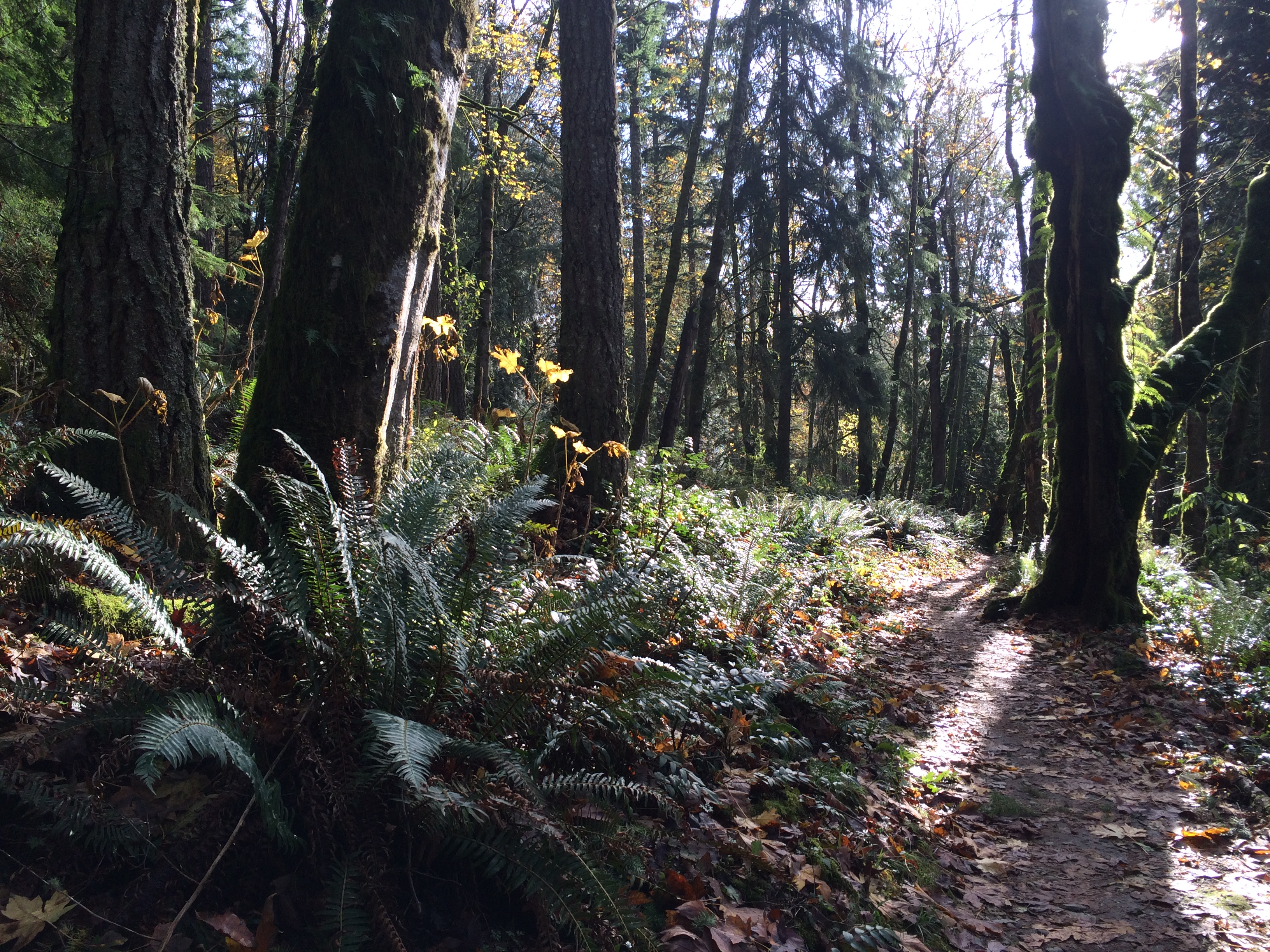 Grand Ridge Trail, Issaquah, Washington