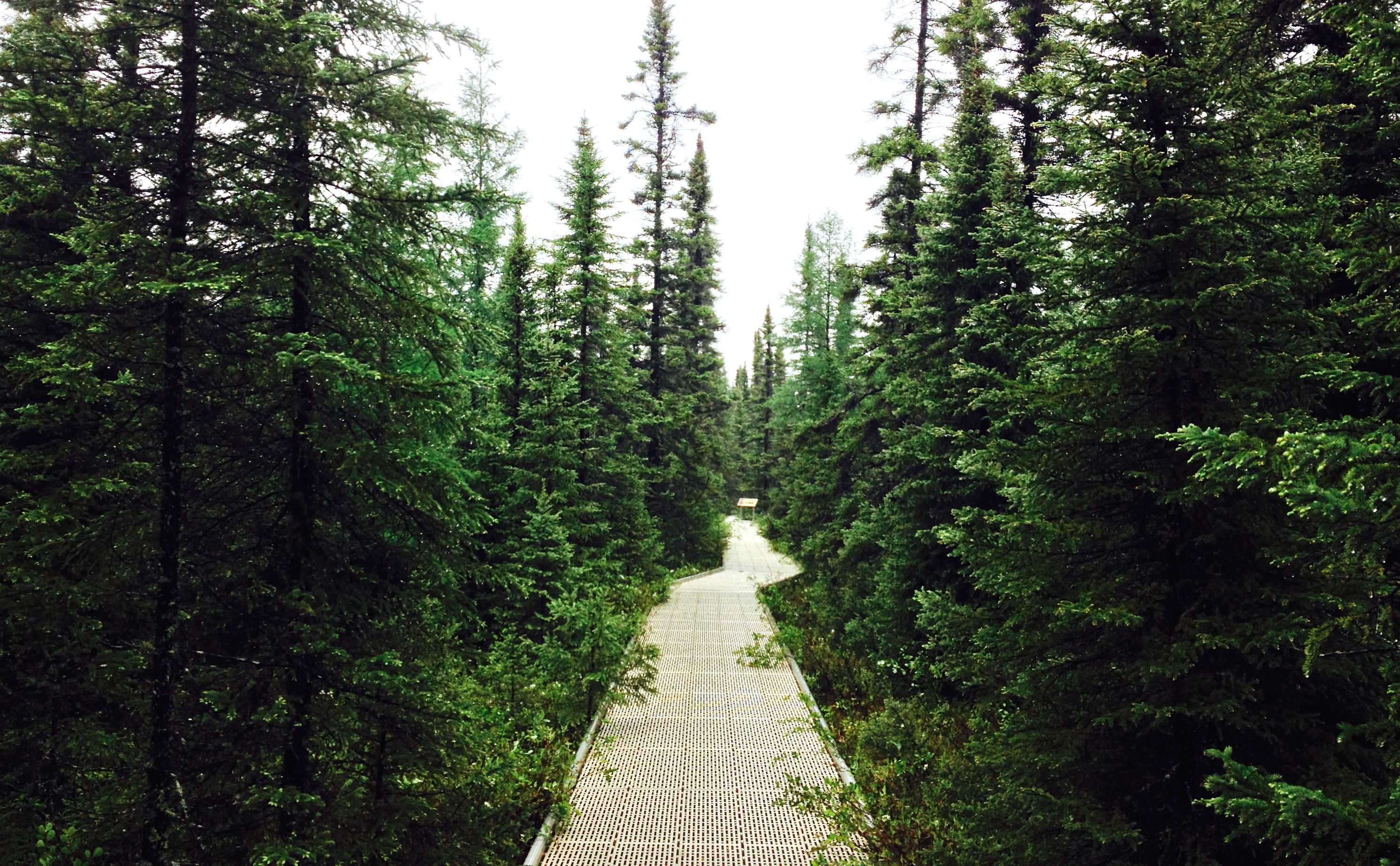 Walk the Big Bog Boardwalk, Waskish, Minnesota