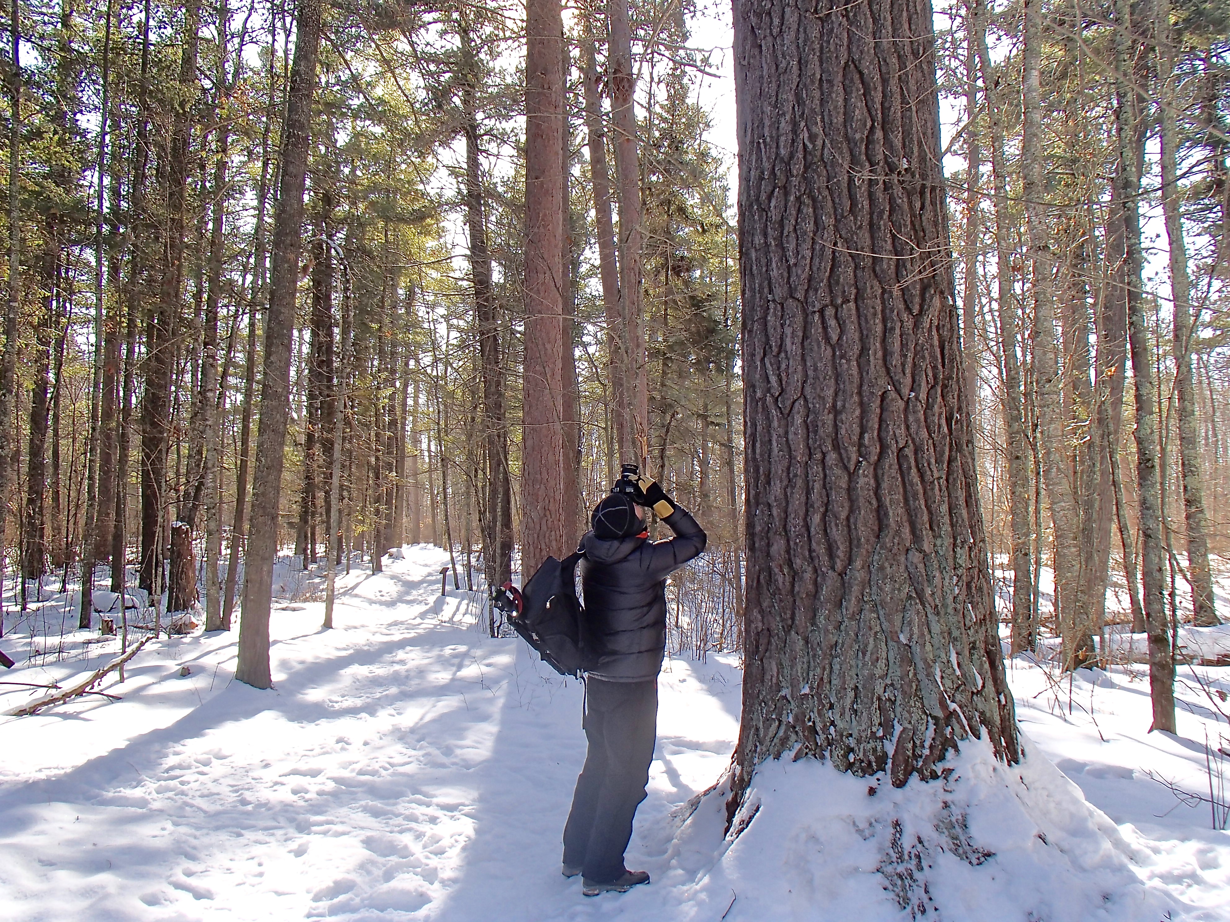 Hiking The Lost Forty, Northome, Minnesota
