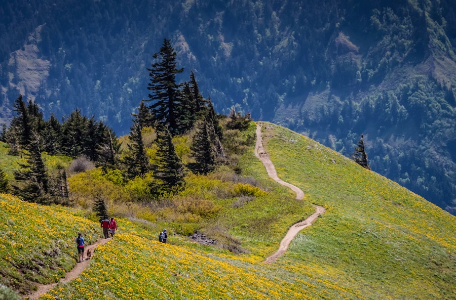 Dog Mountain Hike, Washington