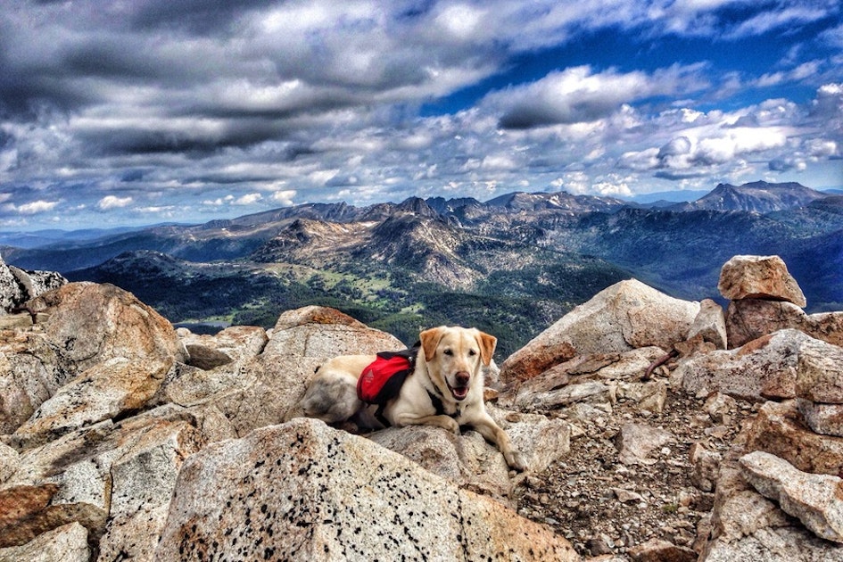 10 Tips For Having A Great Adventure With Your Dog