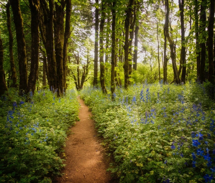 Hike the Cape Horn Trail, Washougal, Washington